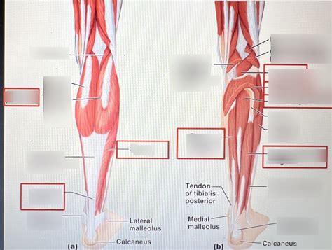 Superficial And Deep Posterior Leg Diagram Quizlet