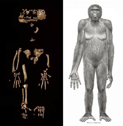 Humerus Revelations Of The Naked Ape In Search Of The Missing Link