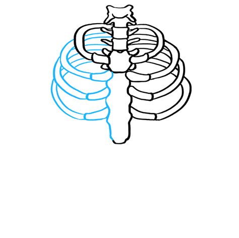 How To Draw A Rib Cage Really Easy Drawing Tutorial