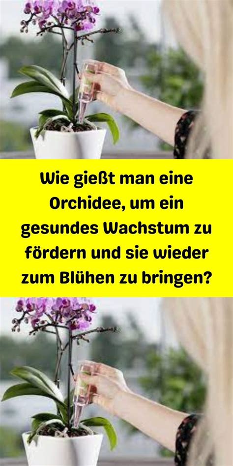 Wie gießt man eine Orchidee um ein gesundes Wachstum zu fördern und