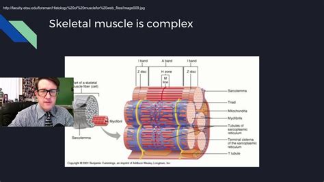 Physiology Lecture Muscle Contractions Youtube