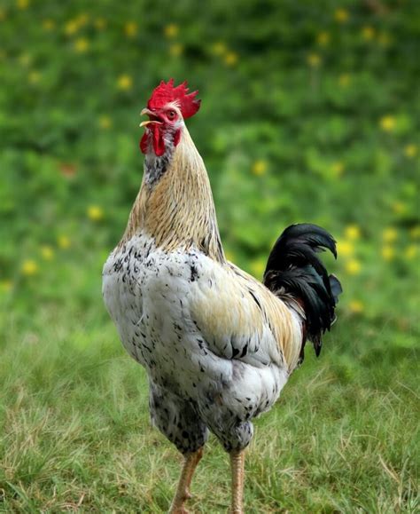 El Gallo Canta Por La Noche Significados Espirituales Potentes