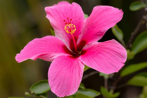 Como Plantar E Cuidar Do Hibisco Cuidando De Plantas