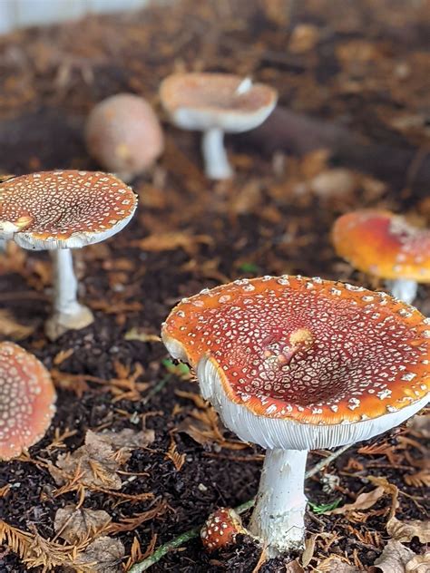Cogumelo Cogumelos Fungos Foto Gratuita No Pixabay Pixabay
