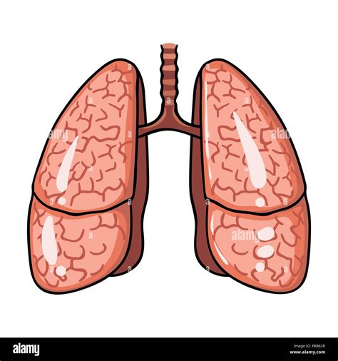 Los Pulmones Icono En El Estilo De Dibujos Animados Aislado Sobre Fondo