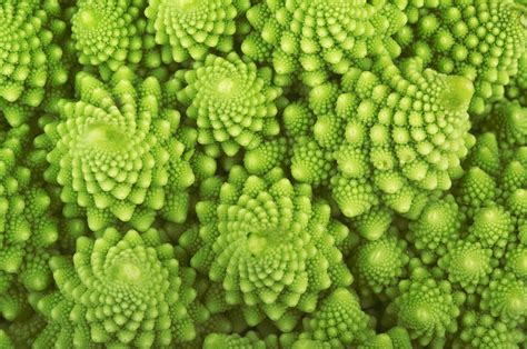 Qué son los fractales y por qué vemos patrones en la naturaleza