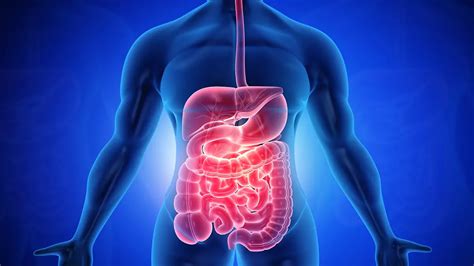 Sistema Digestorio O Que E Funcoes Anatomia Orgaos Doencas Images The