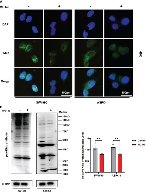 Frontiers Global Landscape Of 2 Hydroxyisobutyrylation In Human