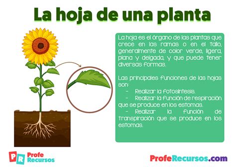 Las partes de la planta Ciencias Naturales Educación Primaria