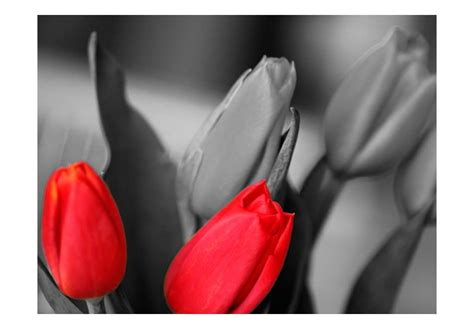 Fototapeta Czerwone tulipany na czarno białym tle 250X193 DecoNest