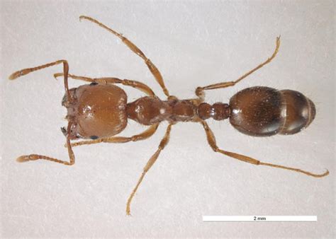 Mini Fact Sheet Tropical Fire Ant 362