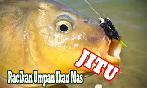 13 Rahasia Racikan Umpan Ikan Mas Paling Jitu MUDAH