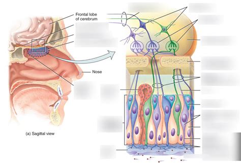 Structure Of Olfactory Epithelium Diagram Quizlet
