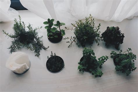 Fazer Mudas De Plantas Aprenda Como Fazer Blog Giuliana Flores