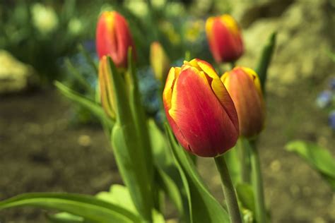 Kostenlose Bild Garten bunt Blüten Frühling Natur Tulpen Blätter