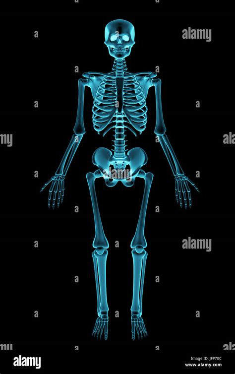 Illustration 3D D Une Radiographie Du Squelette Humain Photo Stock Alamy