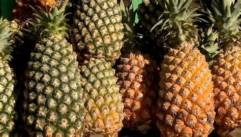 Conhe A Frutas T Picas Do Maranh O Confira