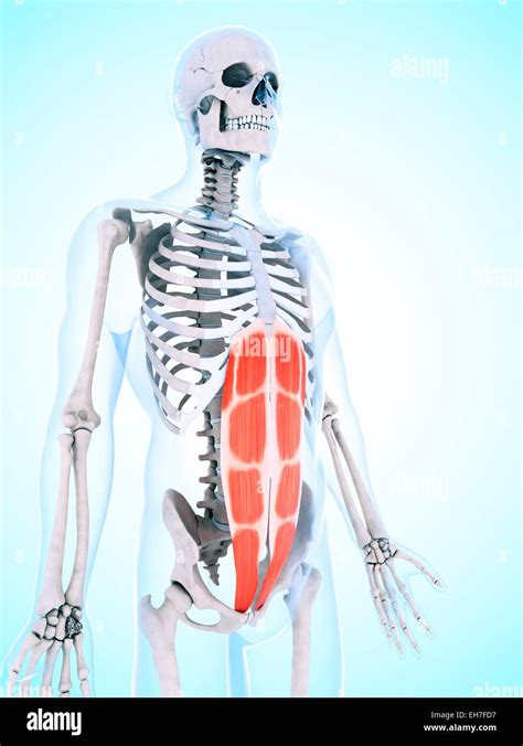 Muscles De L Estomac Banque De Photographies Et Dimages Haute
