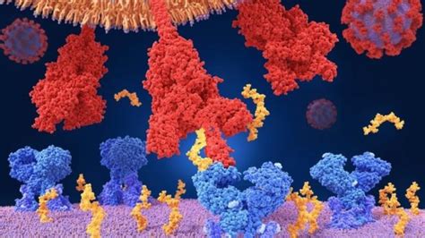 Coronavirus Qu Le Hace El Covid Al Cuerpo Bbc News Mundo