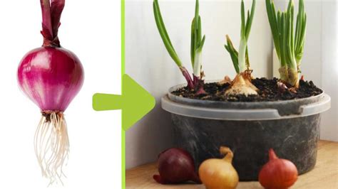 Cómo cultivar cebollas hazlo en casa y aprovéchalas todo el año Salud180