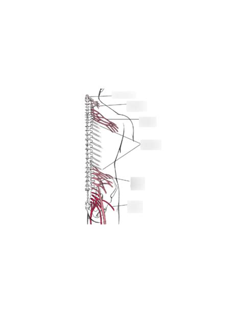 Spinal Cord Diagram Quizlet