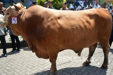 Sapi Qurban Jokowi Di Selayar Sulsel Berbobot 1 006 Kg Republika Online