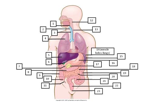 Medical Terminology E Digestive System Diagram Part Diagram Quizlet