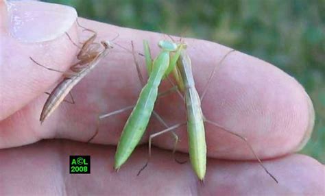 La Mante Religieuse Mantis Religiosa Biologie Et Développement