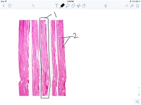 Anatomy Practical 2 Identify Microscope Slides Of Muscle Tissue The