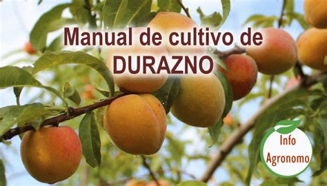 Guia De Cultivo De Durazno InfoAgronomo