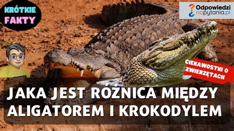 Jaka jest różnica między aligatorem a krokodylem Krótkie Fakty YouTube
