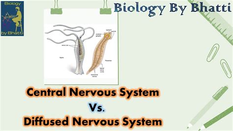 Difference Between Central Nervous System And Diffused Nervous System