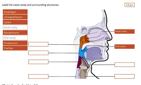 Solved Label The Nasal Cavity And Surrounding Structures Pts