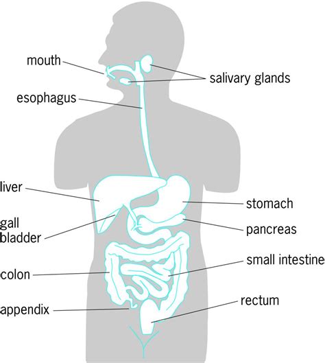 Simple Diagram Of The Human Digestive System Digestive Syste