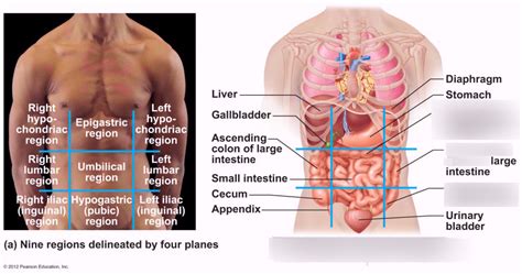 Four Abdominal Quadrants And Nine Abdominal Regions Anatomy Off