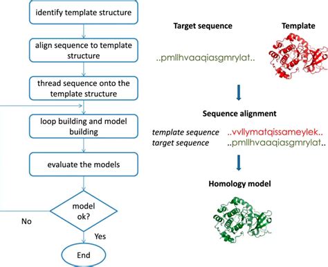 Homology Modeling Definition Steps Diagram Applications Biology