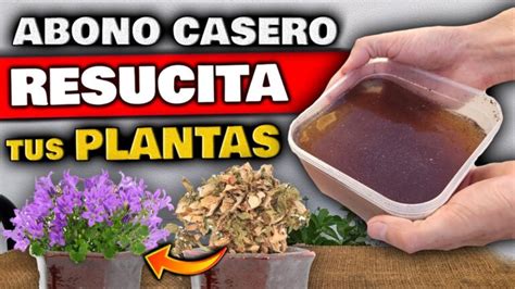 10 Remedios Caseros Efectivos Para Revivir Una Planta En Casa