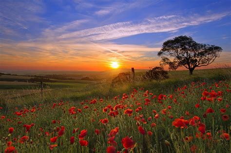 fond ecran hd nature paysage soleil couchant sur prairie coquelocot été