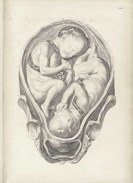William Smellie A Sett Of Anatomical Tables With Explanations And An