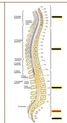L Medulla Spinalis Flashcards Quizlet