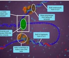 Cell Replication Mitosis Flashcards Quizlet