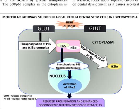 Activation Of Nuclear Factor Kappa B Pathway By High Glucose Level