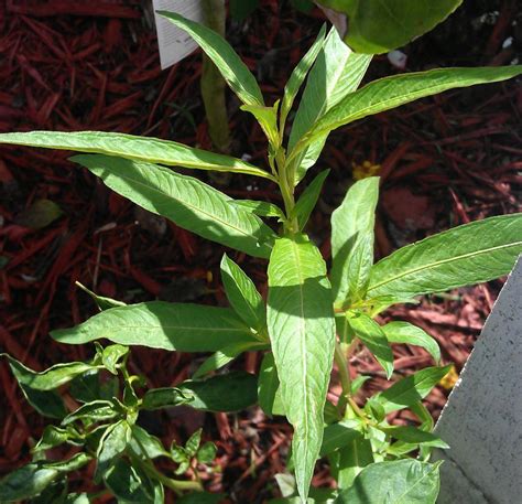 Albums 101 Pictures Plant With Long Stem And Green Leaves Full HD 2k 4k