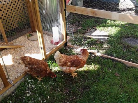 Construire Un Poulailler Dans Son Jardin Chicken Coops