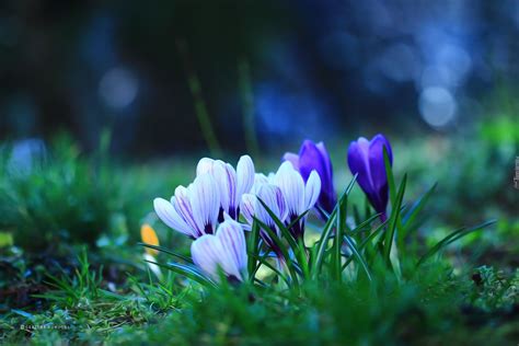 Some Purple And White Flowers In The Grass