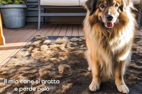 Il Mio Cane Si Gratta E Perde Pelo Potrebbe Avere Una Malattia Khani It