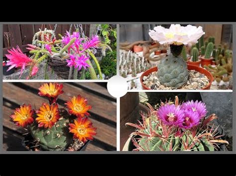 Cactus Con Flores Belleza Y Resistencia En Una Sola Planta TeleFlor