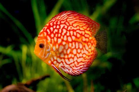 Discus Fish In Aquarium Tropical Fish In Aquarium Symphysodon Discus