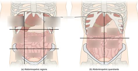 Abdominopelvic Regions Diagram Quizlet