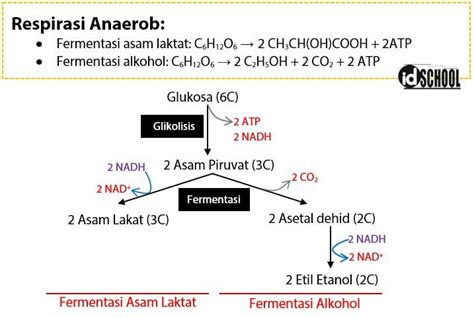 Respirasi Aerob Dan Anaerob Idschool Net